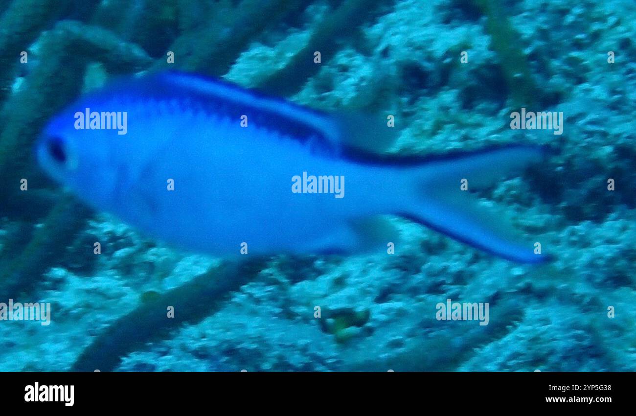 Blue Chromis (Azurina cyanea Stock Photo - Alamy