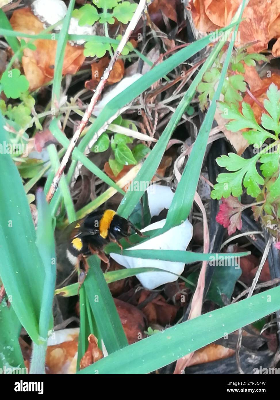 Bombus terrestris lusitanicus hi-res stock photography and images - Alamy