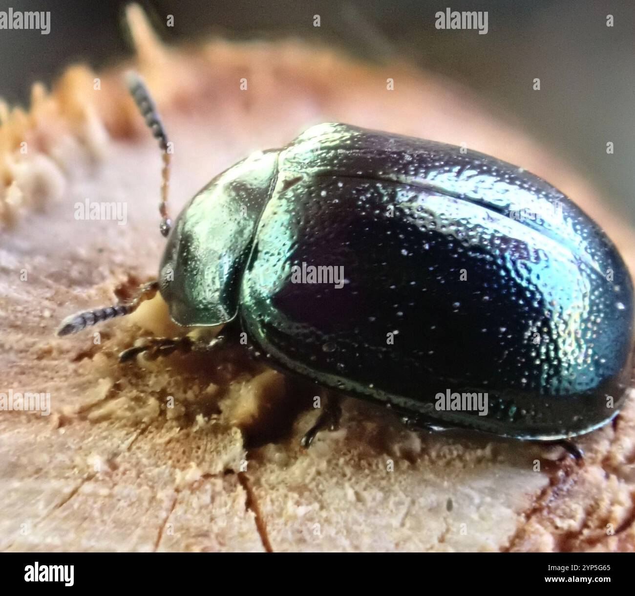 Willow Leaf Beetle (Plagiodera versicolora Stock Photo - Alamy