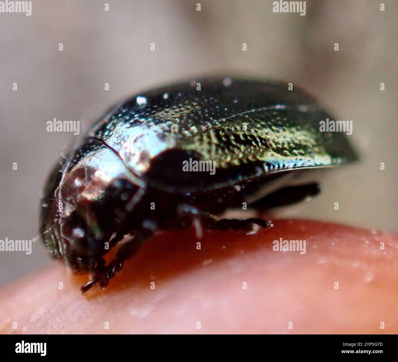 Willow Leaf Beetle (Plagiodera versicolora Stock Photo - Alamy