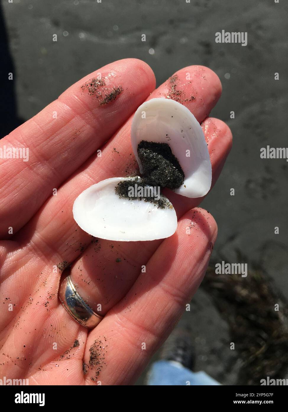 Bent-nosed Clam (Macoma nasuta Stock Photo - Alamy