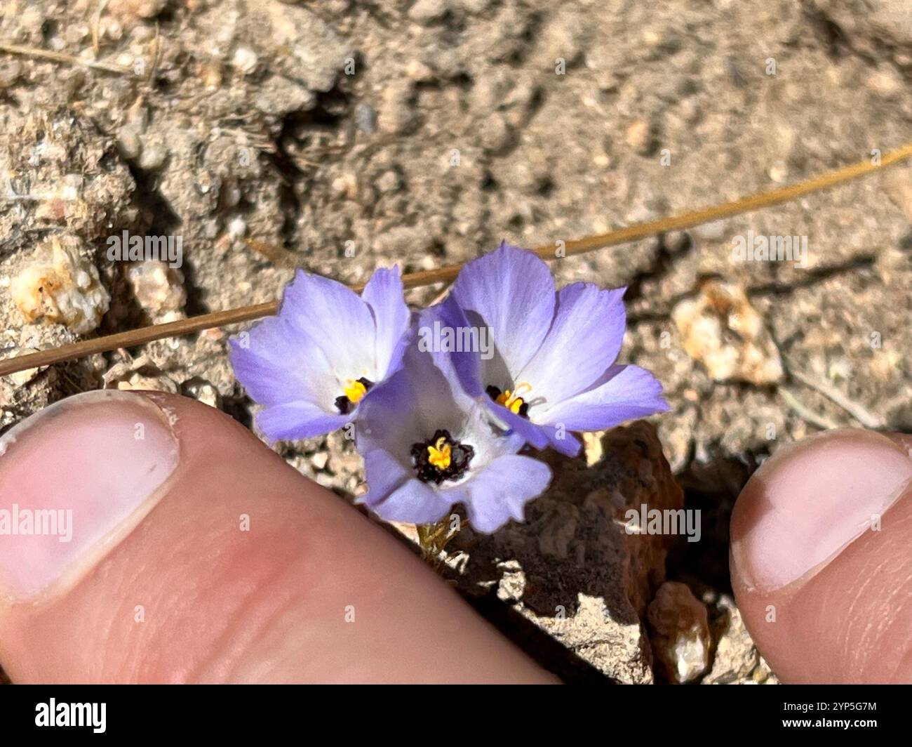 sandblossom (Linanthus parryae Stock Photo - Alamy