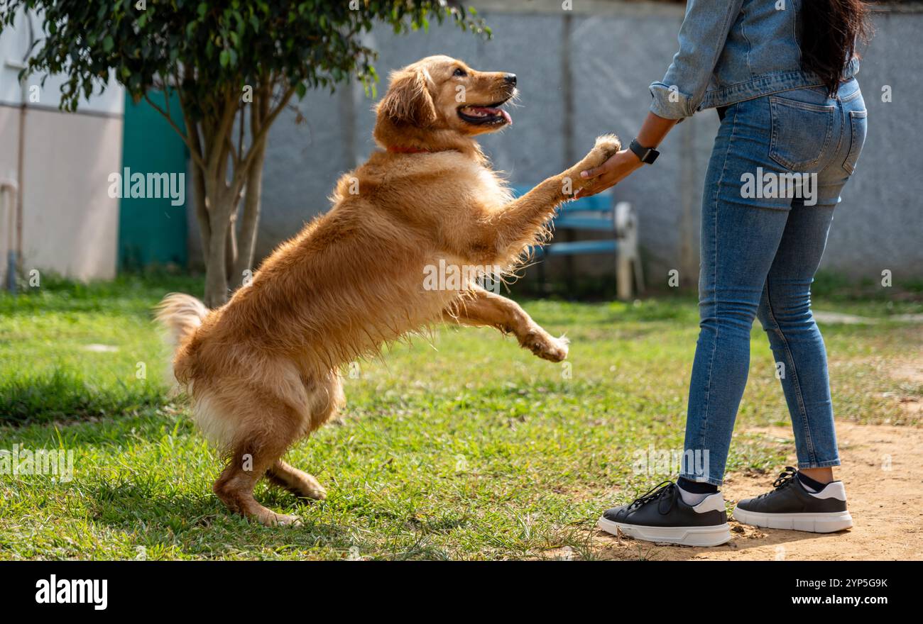 Playful golden retriever gives paw to owner in sunny backyard. A ...