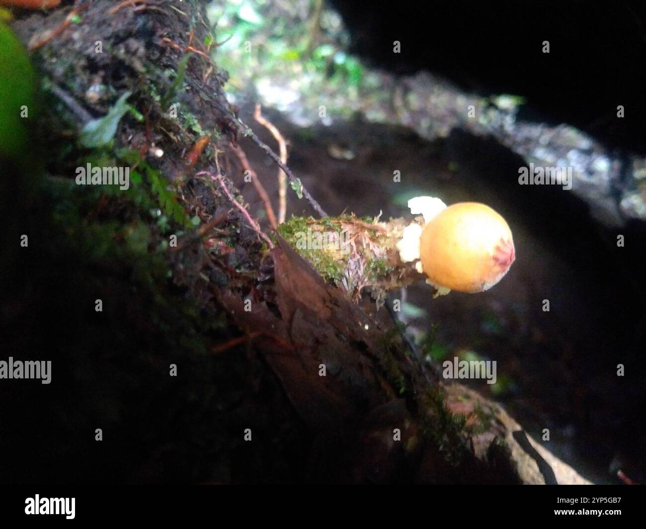 Calostoma lutescens hi-res stock photography and images - Alamy