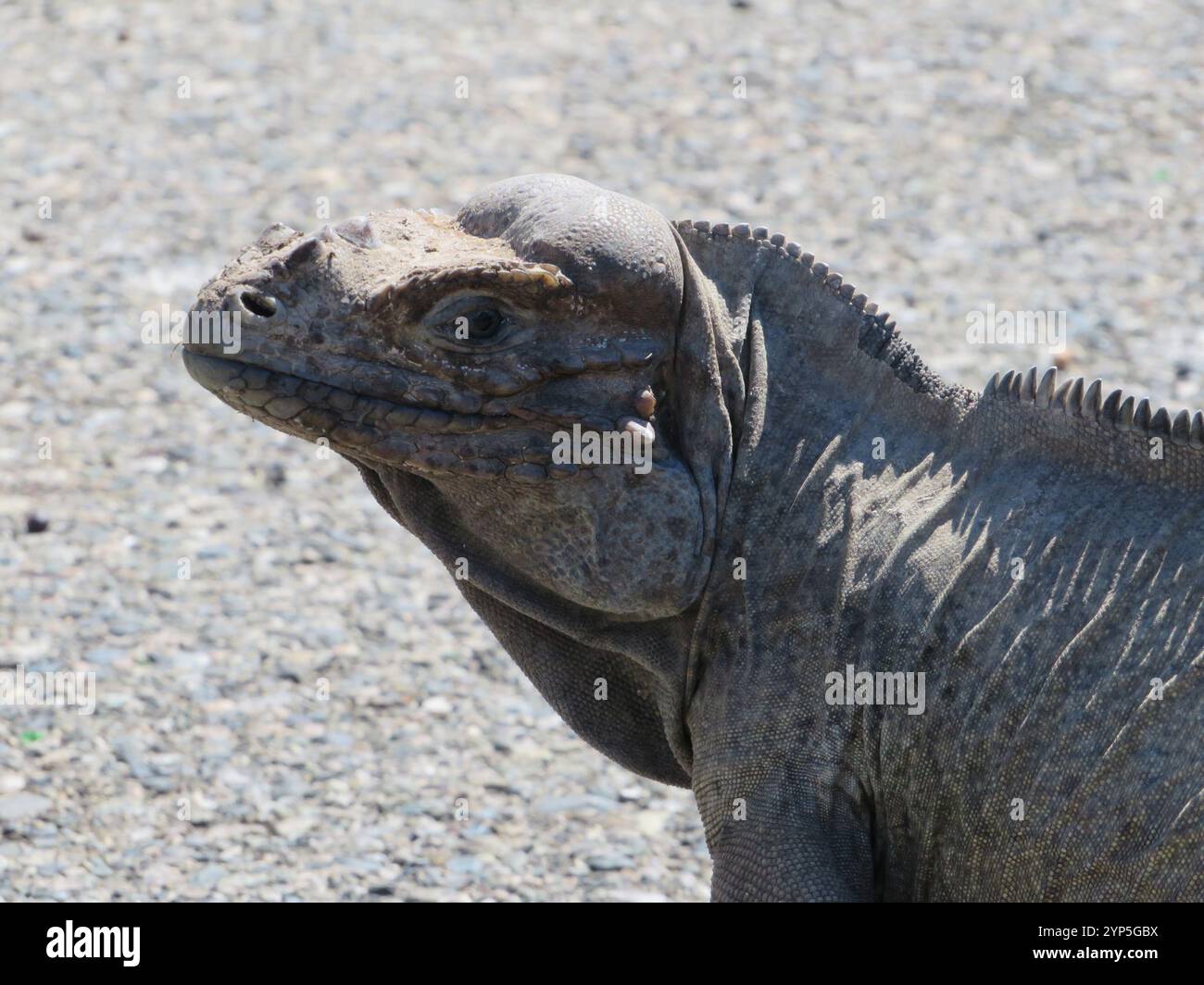 Rhinoceros Iguana (Cyclura cornuta Stock Photo - Alamy