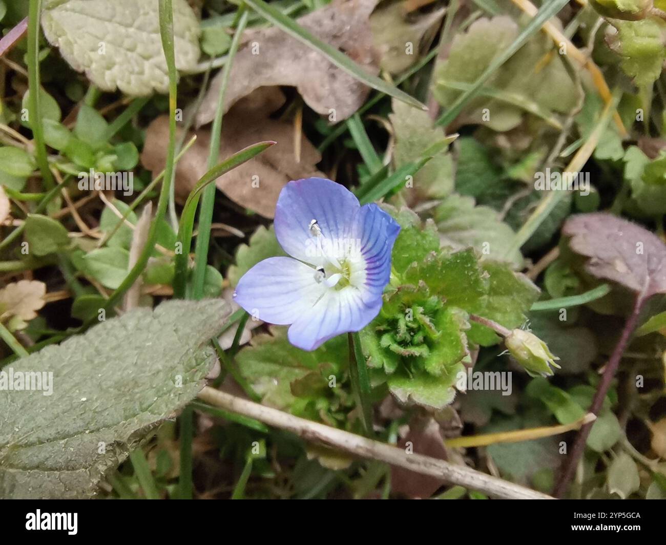 bird's-eye speedwell (Veronica persica Stock Photo - Alamy