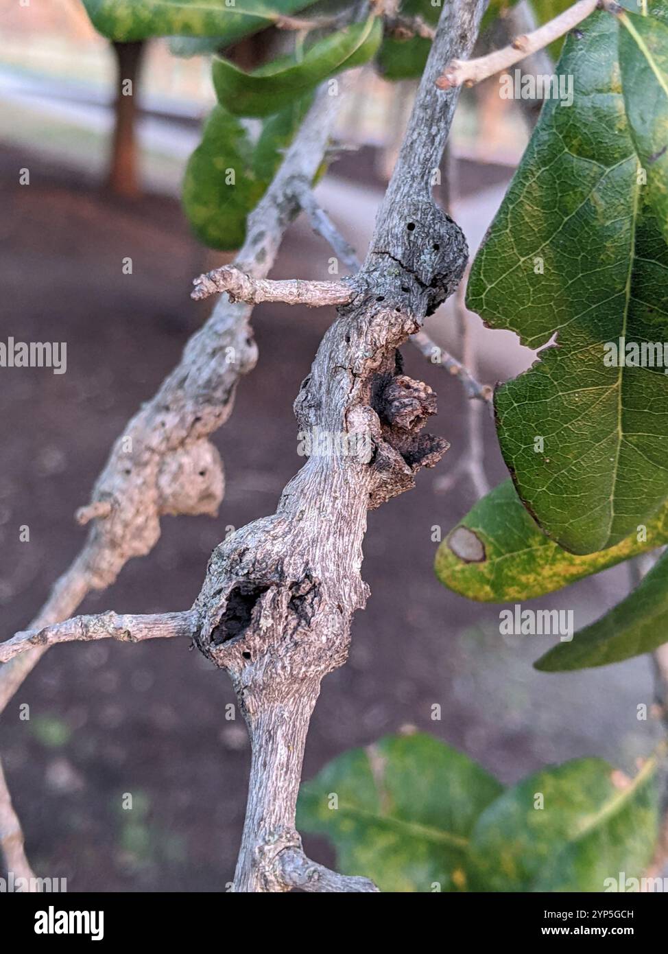Southern Live Oak Stem Gall Wasp (Callirhytis quercusbatatoides Stock ...