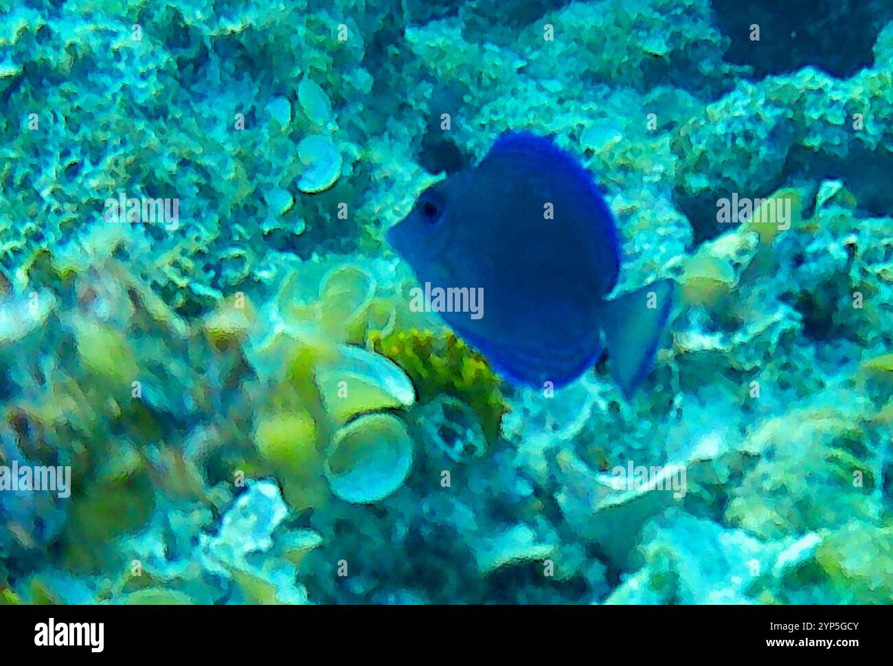 Atlantic Blue Tang (Acanthurus coeruleus Stock Photo - Alamy