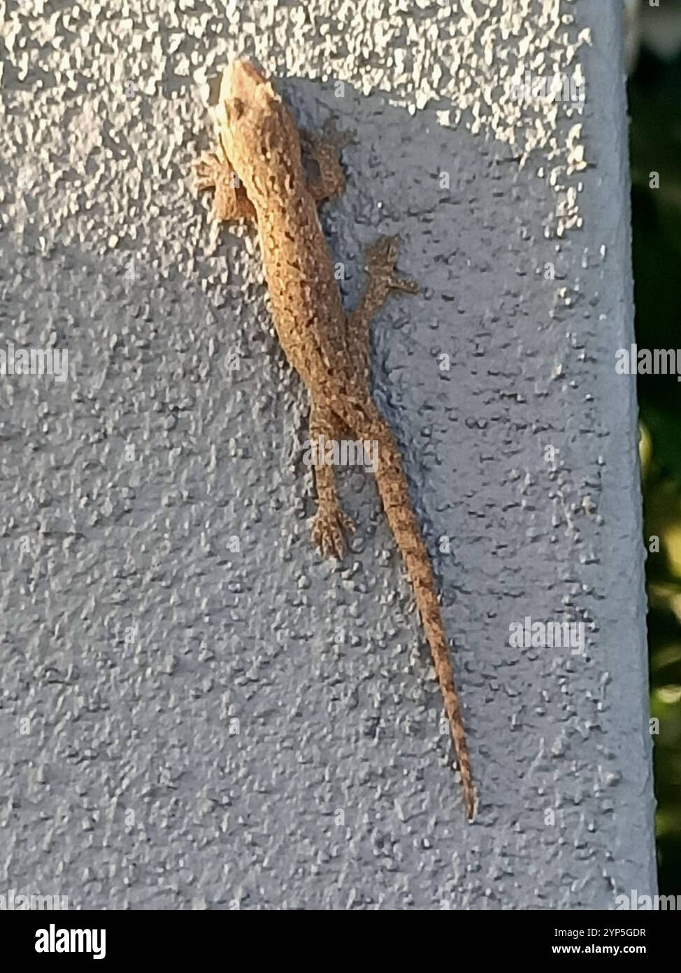 Asian House Gecko (Hemidactylus frenatus Stock Photo - Alamy