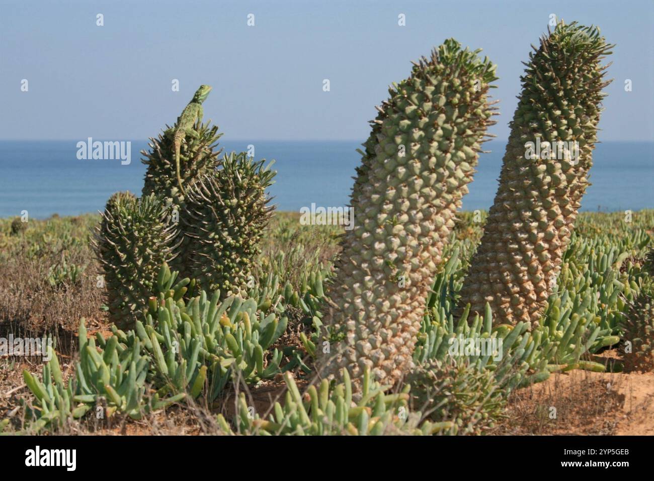 Common Spiny Agama (Agama hispida Stock Photo - Alamy