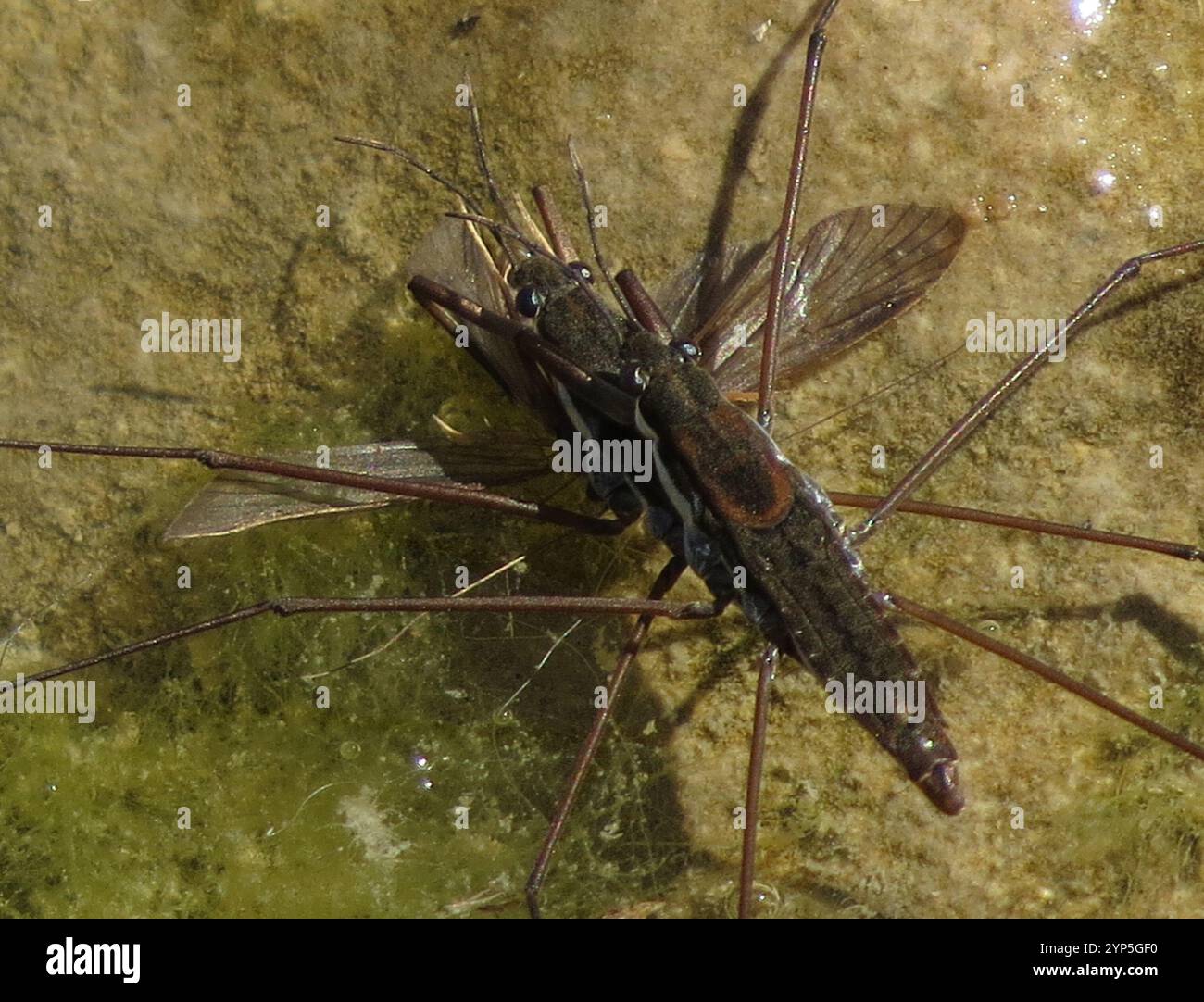 North American Common Water Strider (Aquarius remigis Stock Photo - Alamy