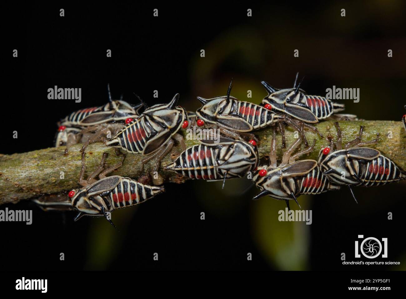 Oak Treehopper (Platycotis vittata Stock Photo - Alamy