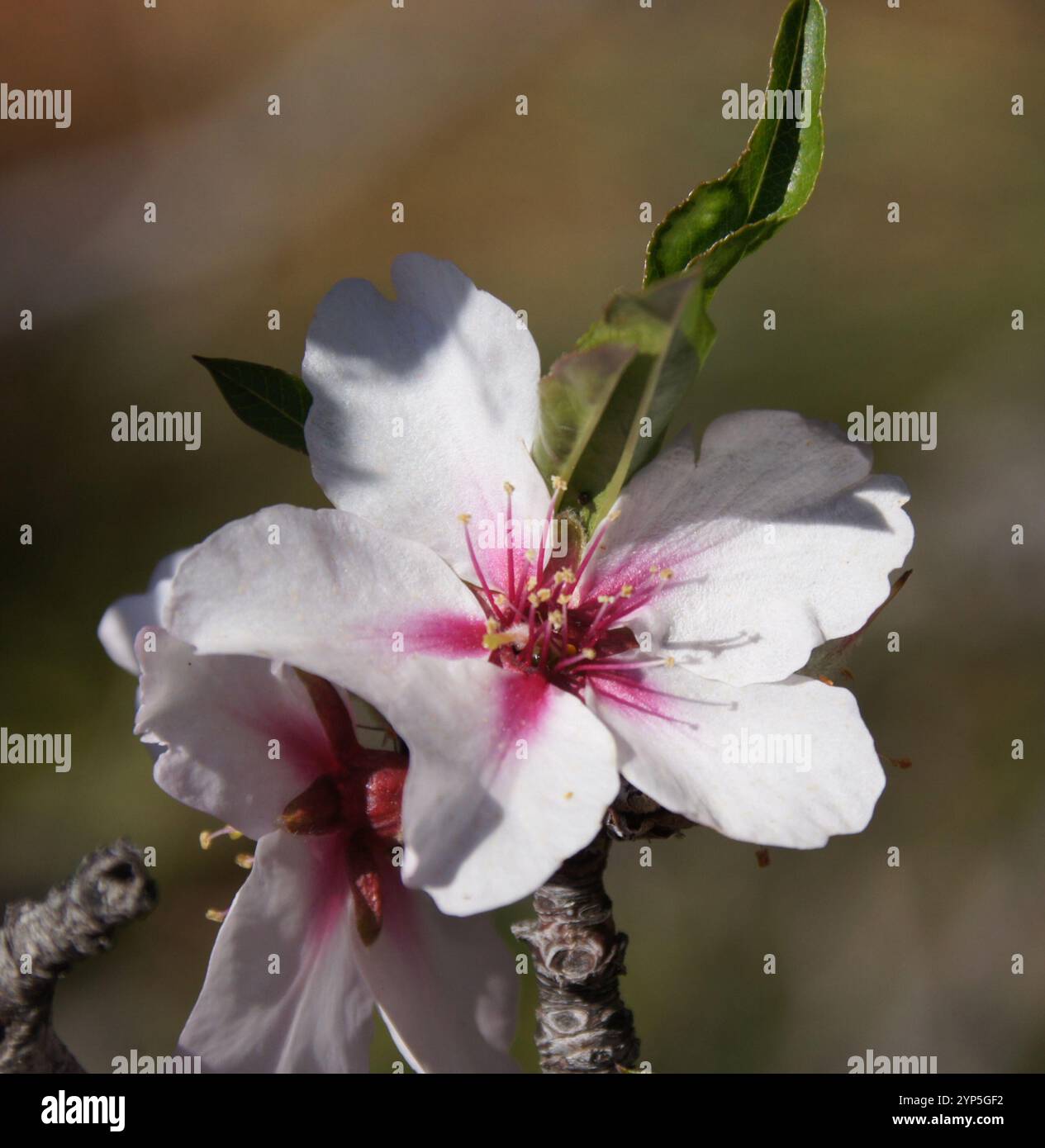 Almond (Prunus amygdalus Stock Photo - Alamy