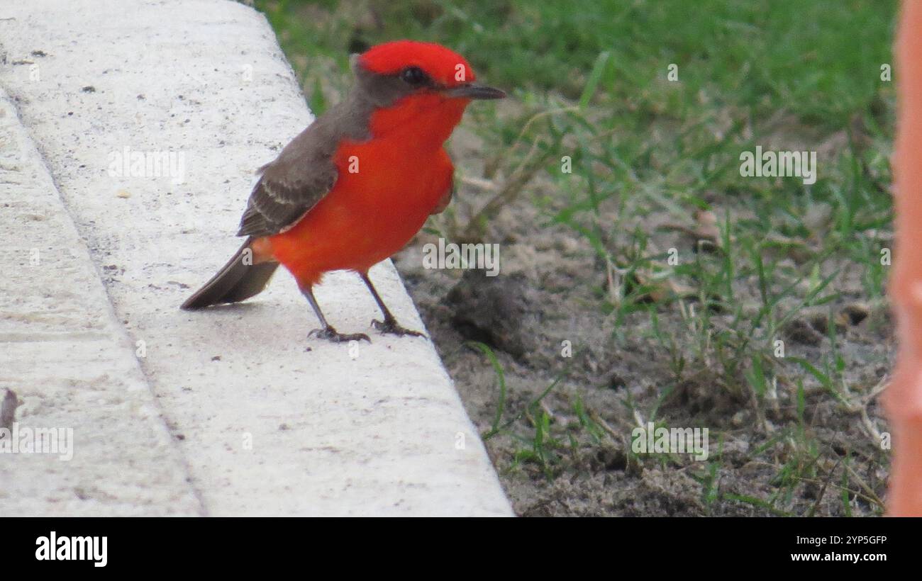 Vermilion Flycatcher (Pyrocephalus rubinus Stock Photo - Alamy