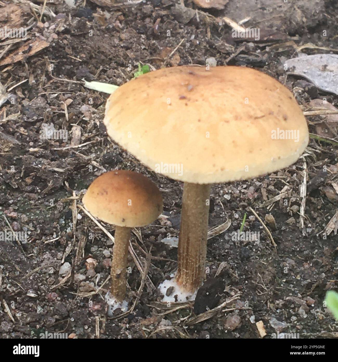 Common Fieldcap (Agrocybe pediades Stock Photo - Alamy