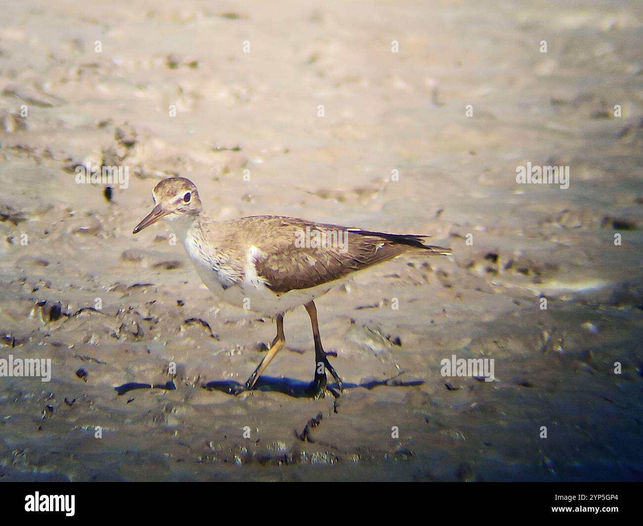 Spotted Sandpiper (Actitis macularius Stock Photo - Alamy