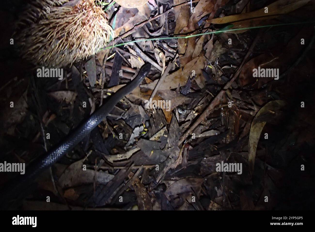 Small eyed snake hi-res stock photography and images - Alamy
