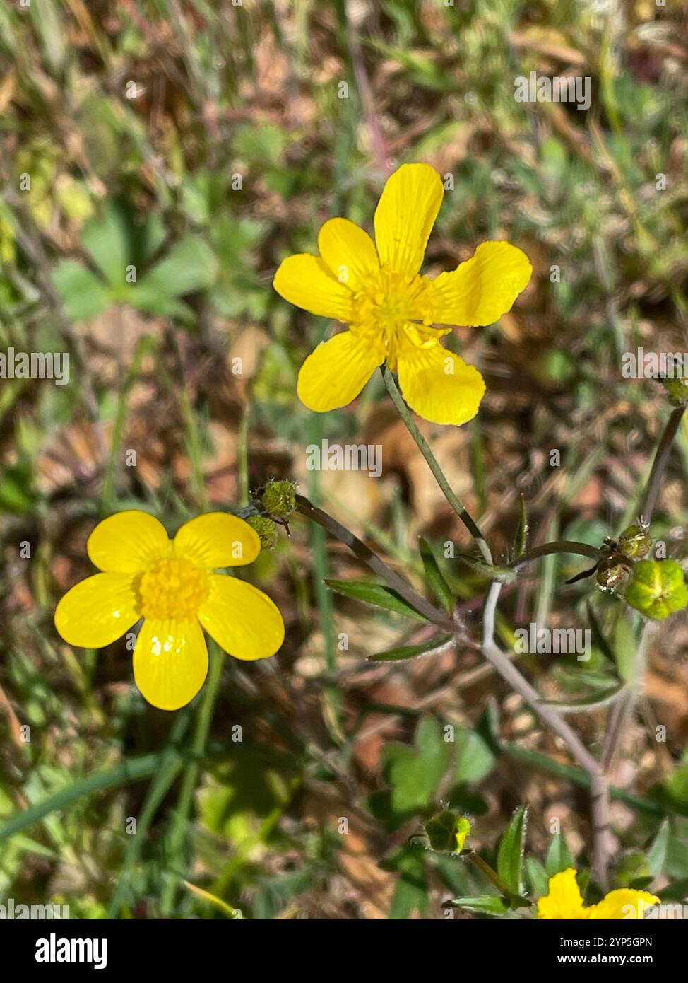 Western Buttercup (Ranunculus occidentalis Stock Photo - Alamy