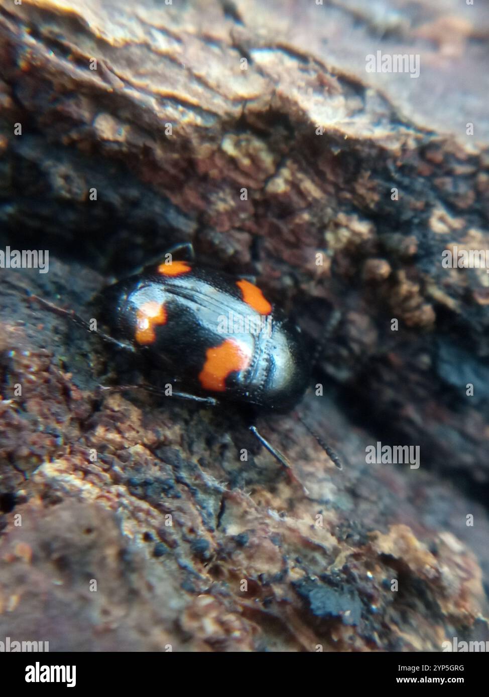 Orange-spotted Scaphidium (Scaphidium quadrimaculatum Stock Photo - Alamy