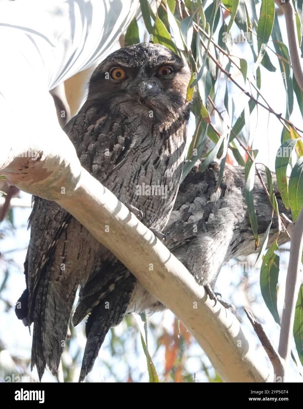 Tawny Frogmouth (Podargus strigoides Stock Photo - Alamy