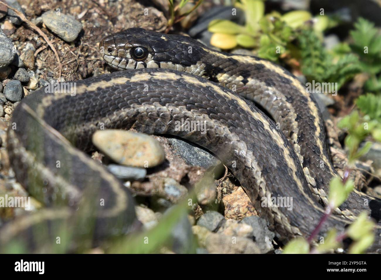 Western terrestrial garter snake hi-res stock photography and images ...