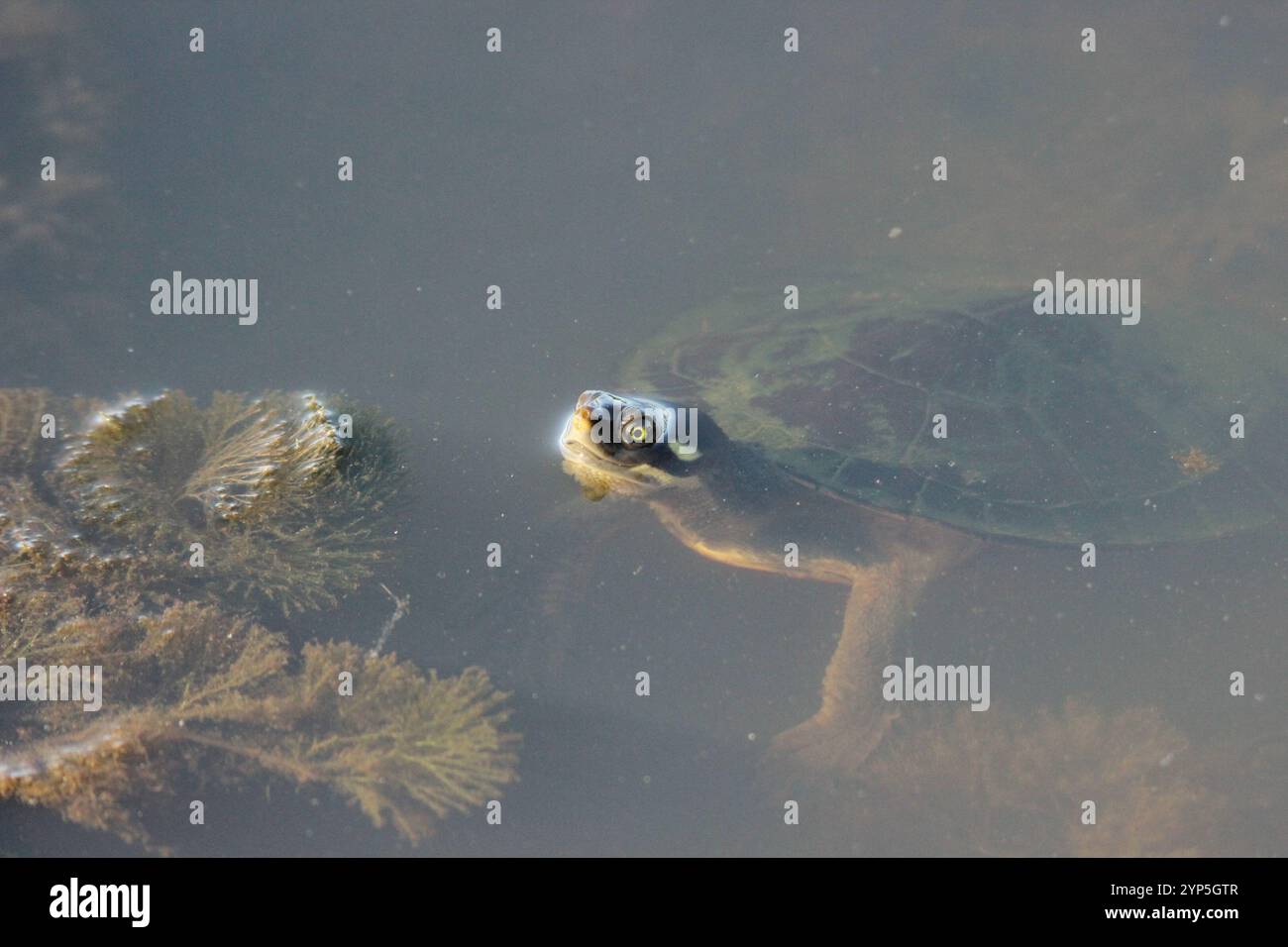 Eastern Short-necked Turtle (Emydura macquarii Stock Photo - Alamy