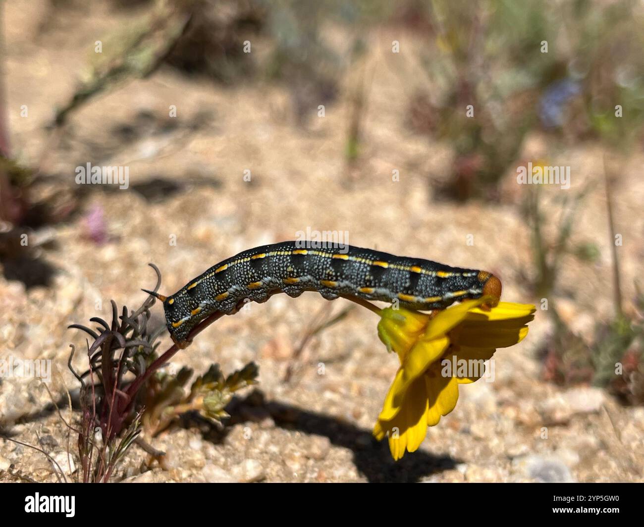 White-lined Sphinx (Hyles lineata Stock Photo - Alamy