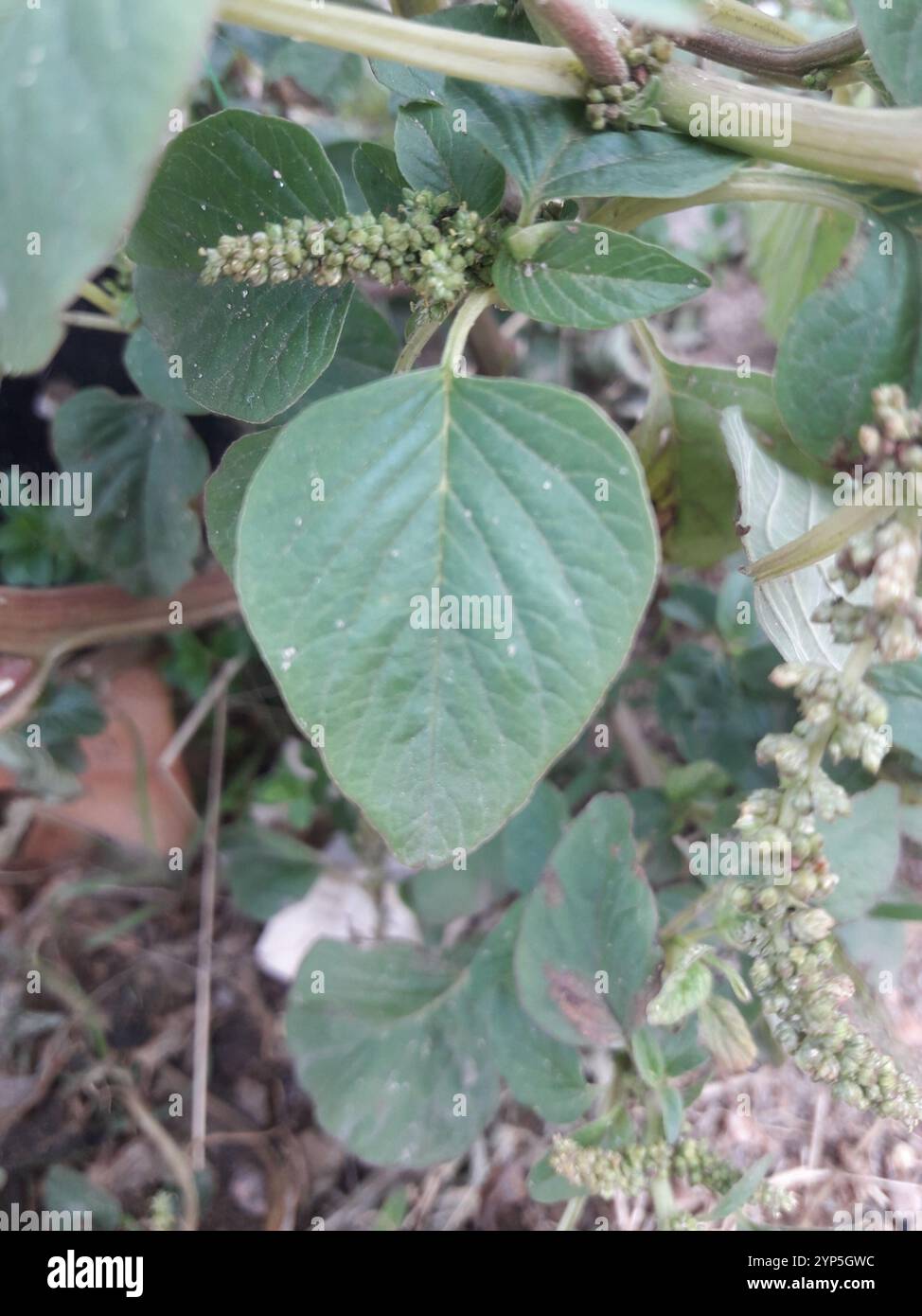 green amaranth (Amaranthus viridis Stock Photo - Alamy