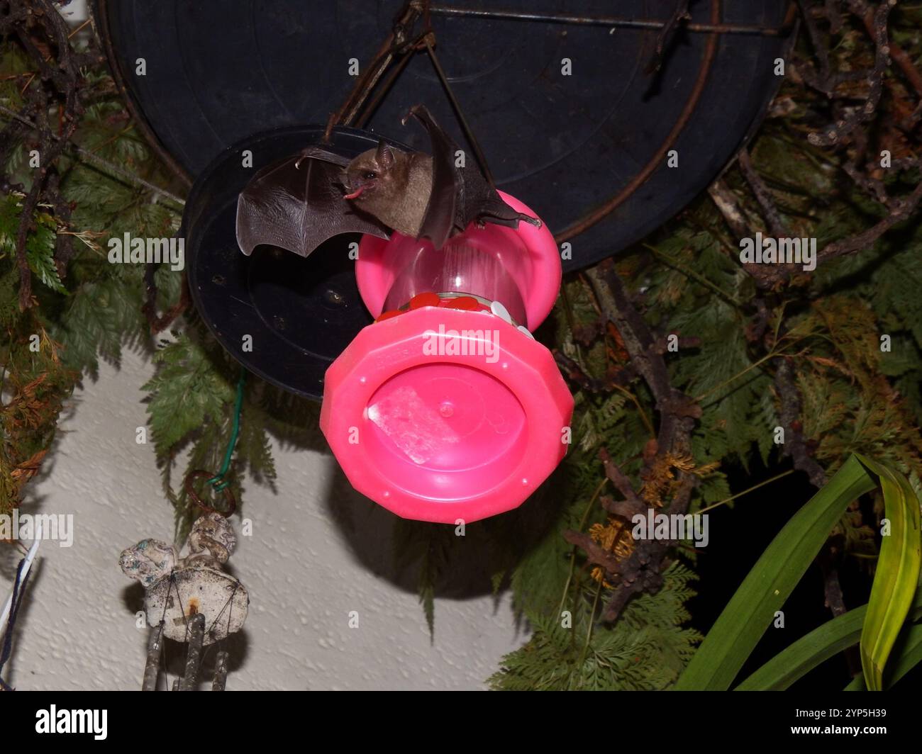 New World Leaf-nosed Bats (Phyllostomidae Stock Photo - Alamy