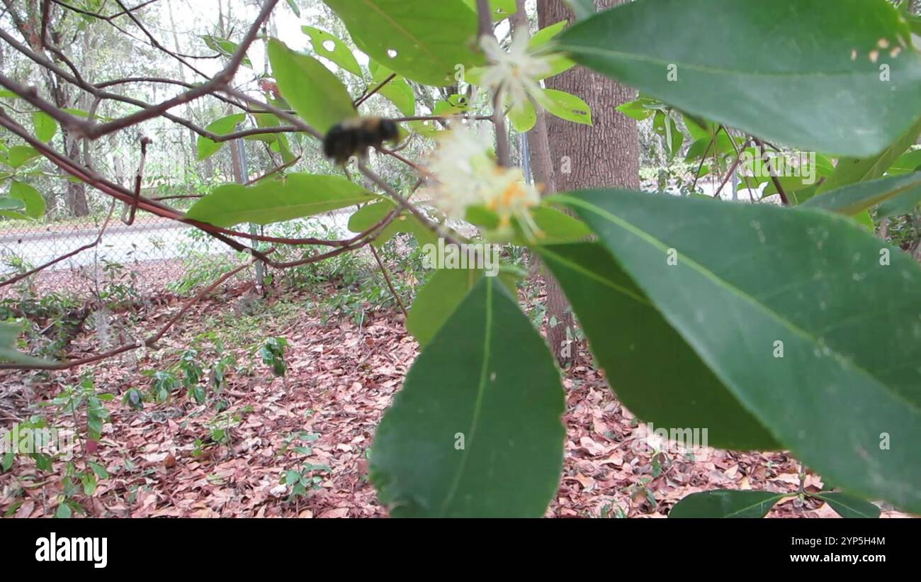 Honey Bees, Bumble Bees, and Allies (Apidae Stock Photo - Alamy