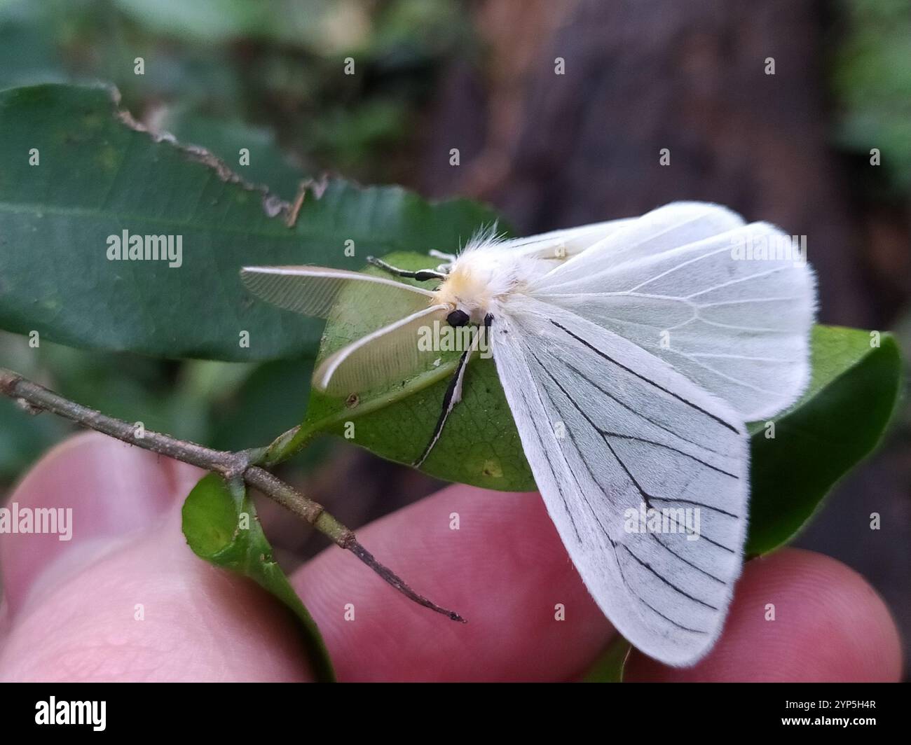 Tussock Moths (Lymantriinae Stock Photo - Alamy