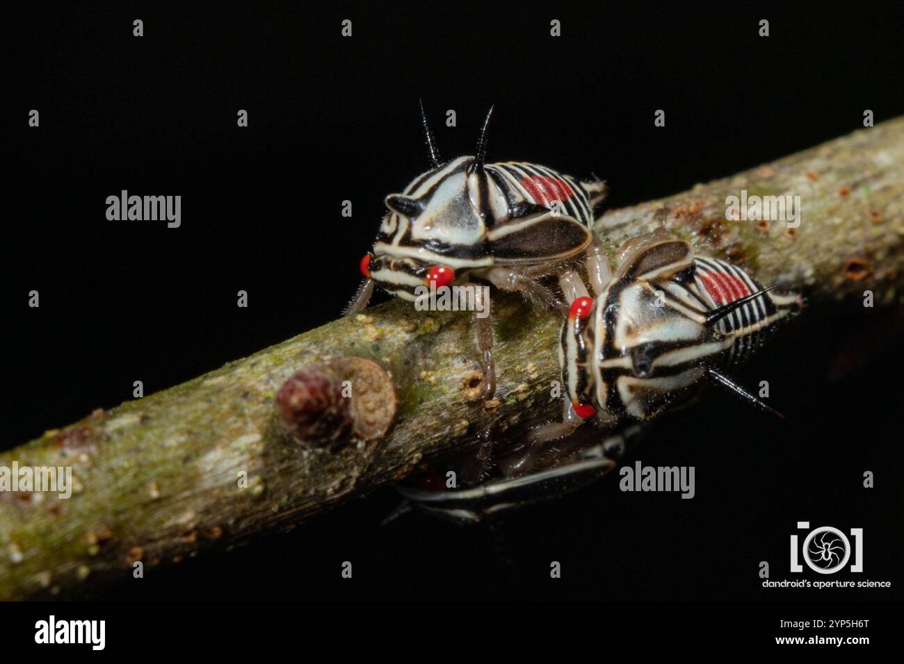 Oak Treehopper (Platycotis vittata Stock Photo - Alamy