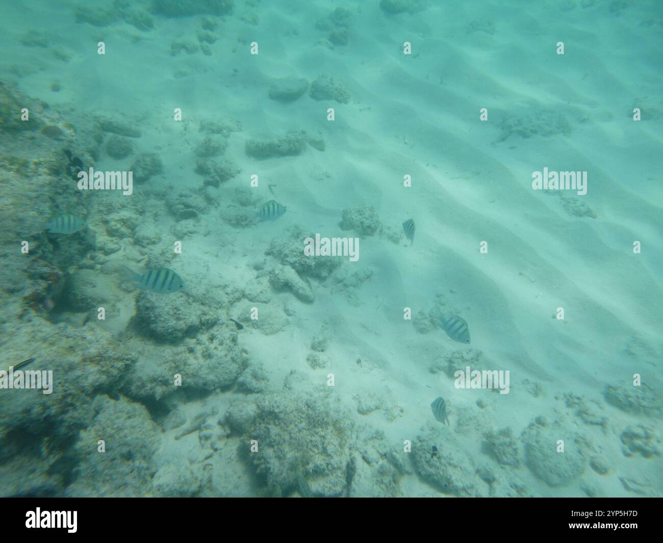 Atlantic Sergeant Major (Abudefduf saxatilis Stock Photo - Alamy