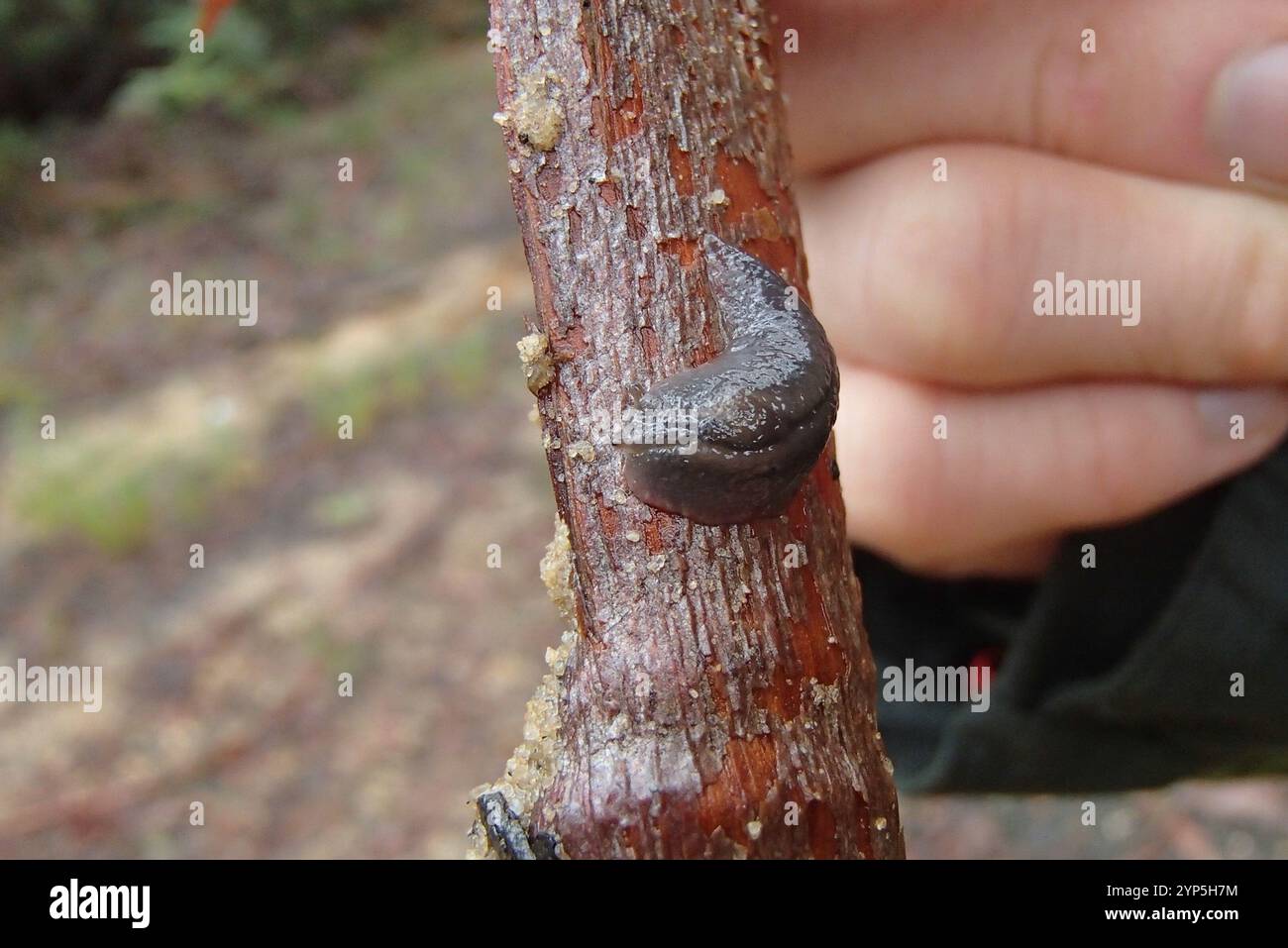 Red triangle slug hi-res stock photography and images - Alamy