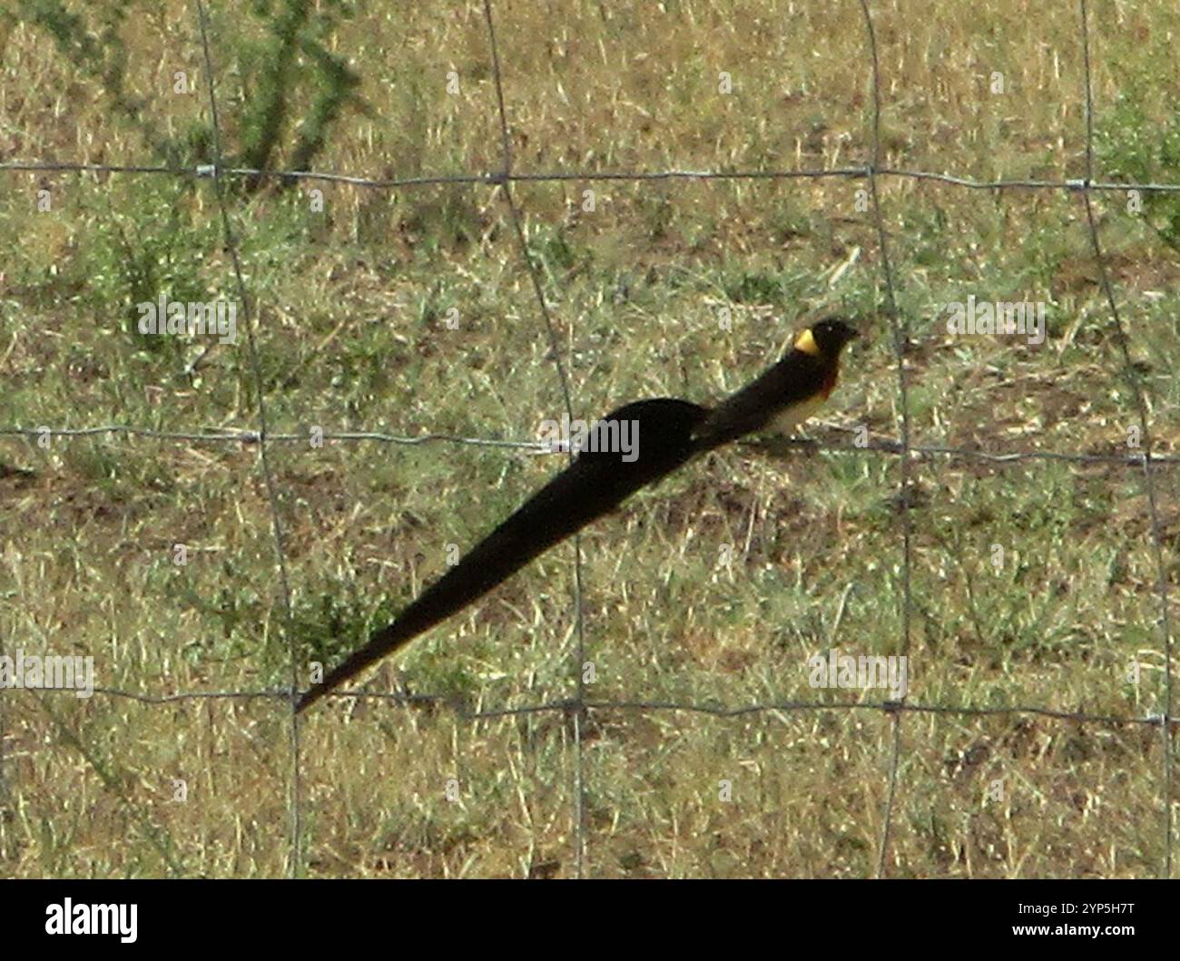 Eastern Paradise-Whydah (Vidua paradisaea Stock Photo - Alamy