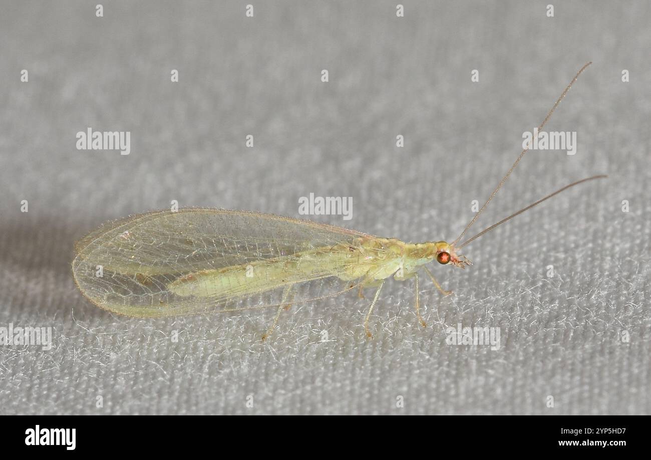 Red-lipped Green Lacewing (Chrysoperla rufilabris Stock Photo - Alamy