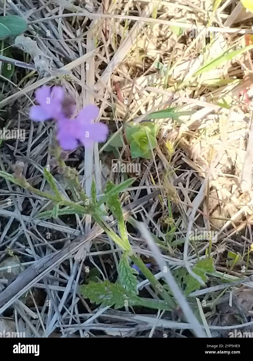 Texas vervain hi-res stock photography and images - Alamy