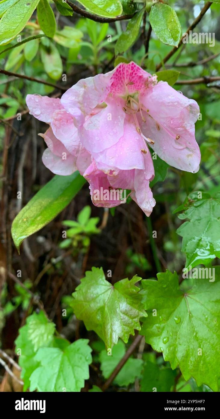 rhododendrons and azaleas (Rhododendron Stock Photo - Alamy