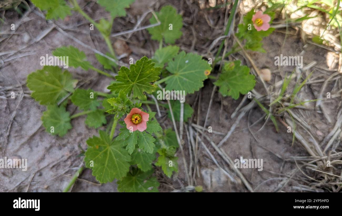 Carolina Bristlemallow (Modiola caroliniana Stock Photo - Alamy