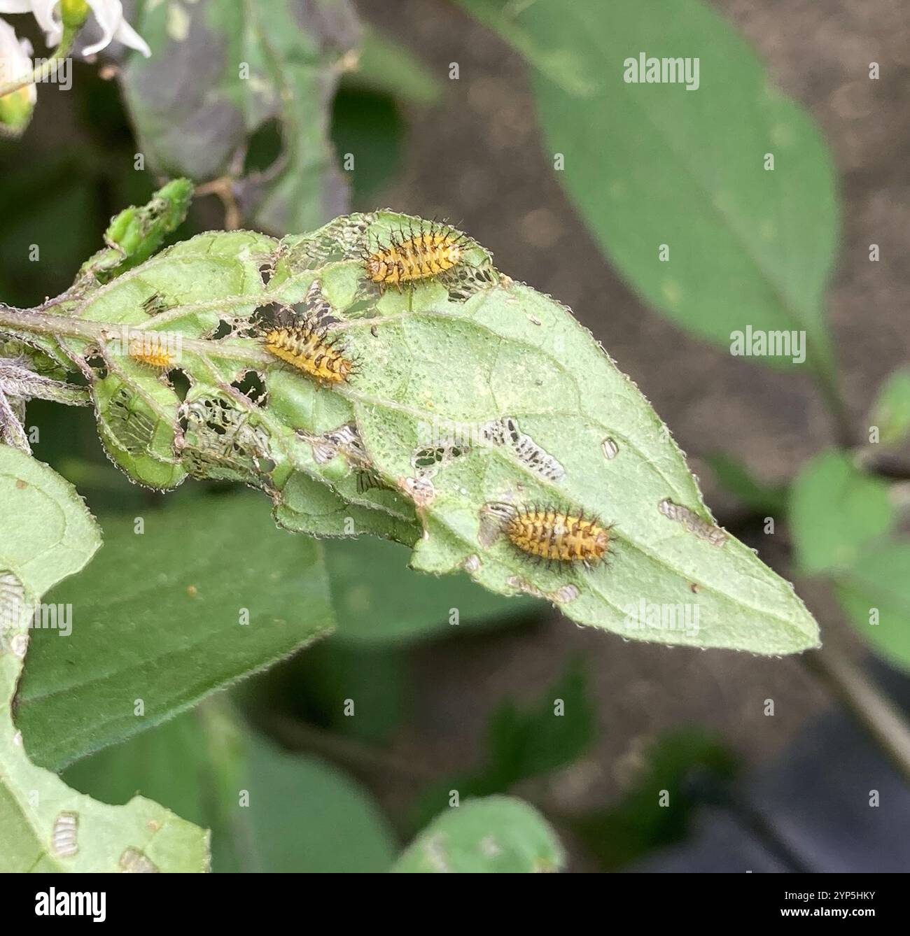 Hadda Beetle (Henosepilachna vigintioctopunctata Stock Photo - Alamy