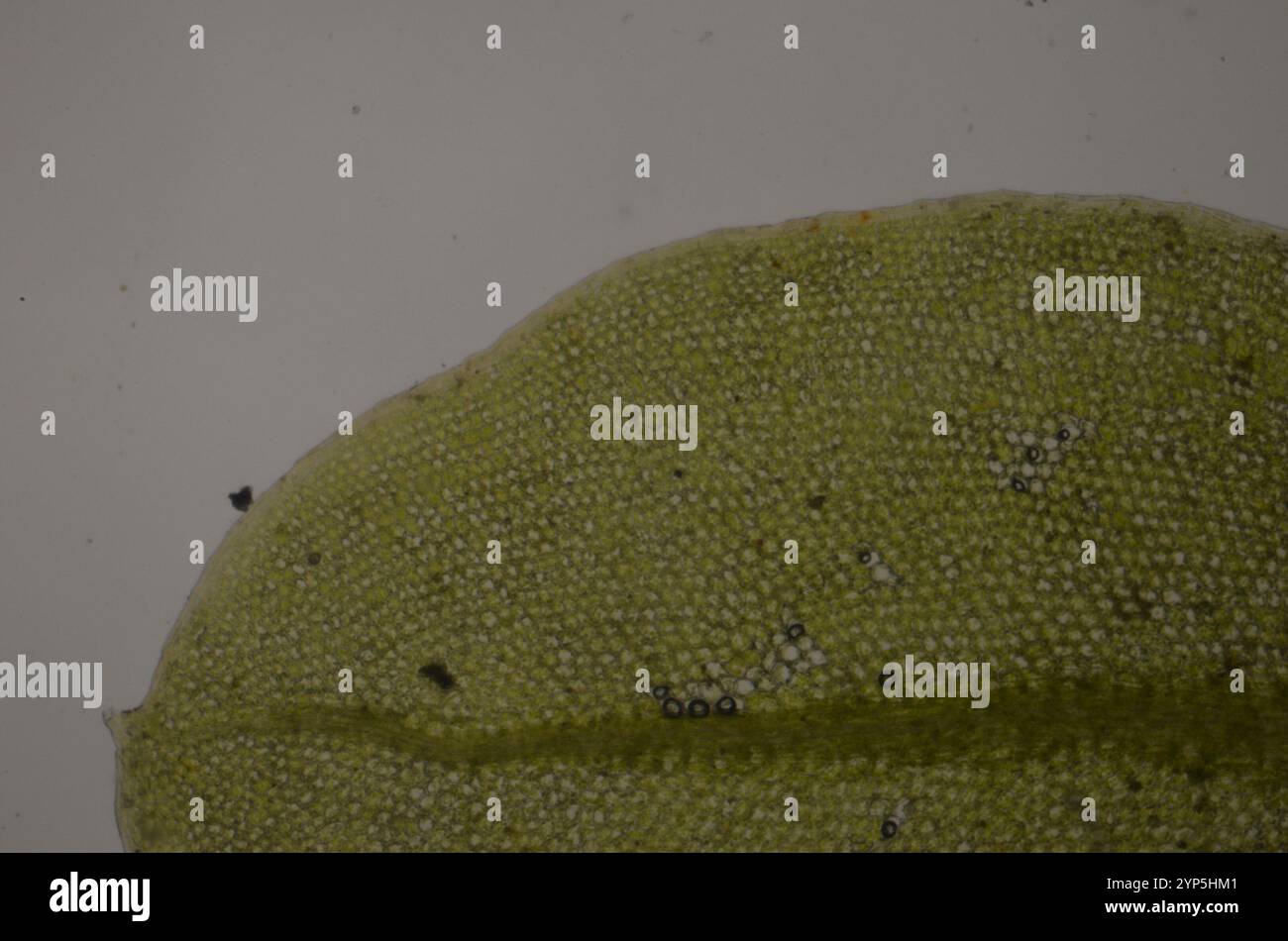 Long-beaked Thyme-moss (Plagiomnium rostratum Stock Photo - Alamy