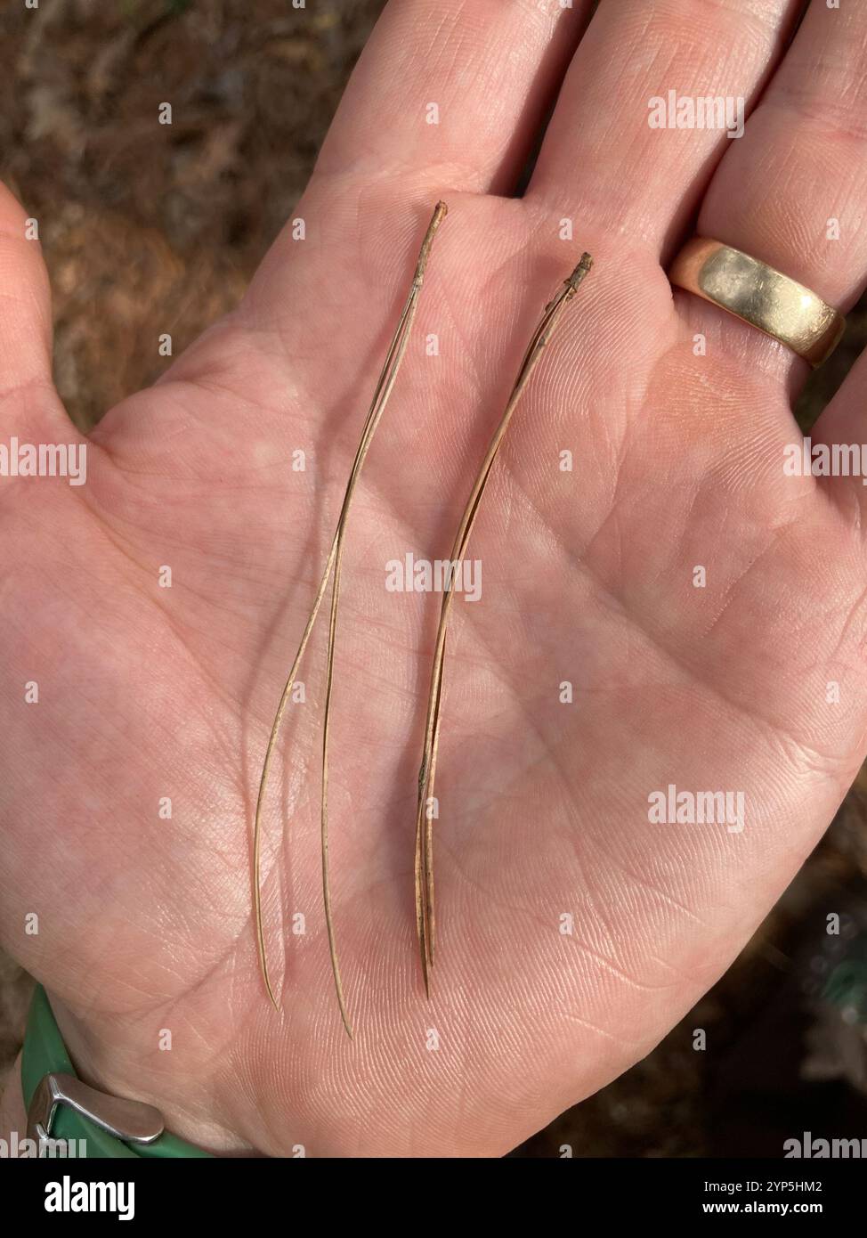 shortleaf pine (Pinus echinata Stock Photo - Alamy