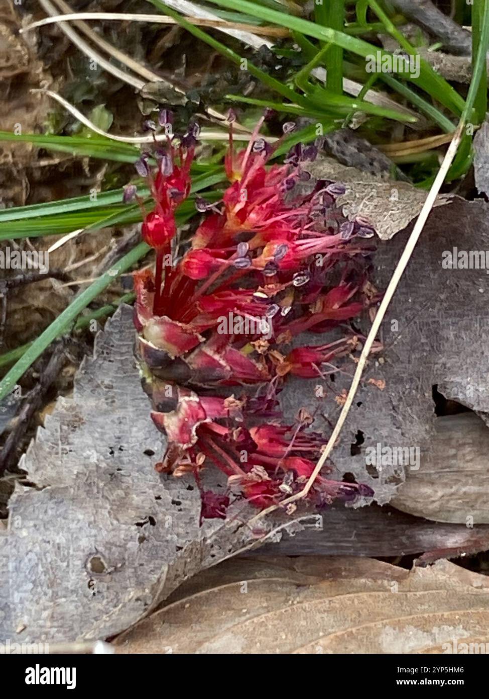 Eastern Red Maple (Acer rubrum rubrum Stock Photo - Alamy