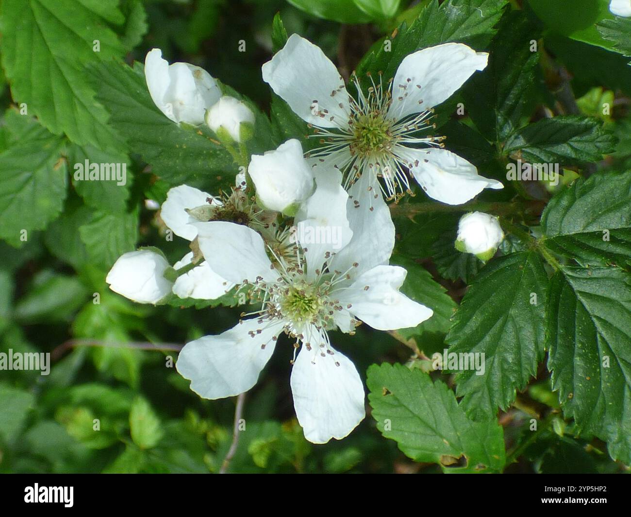 Pensilvanicus hi-res stock photography and images - Alamy