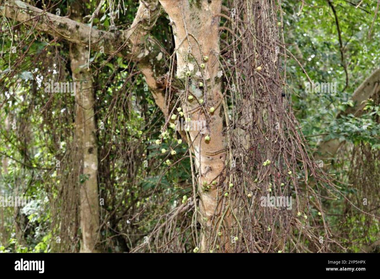 Ficus sur hi-res stock photography and images - Alamy