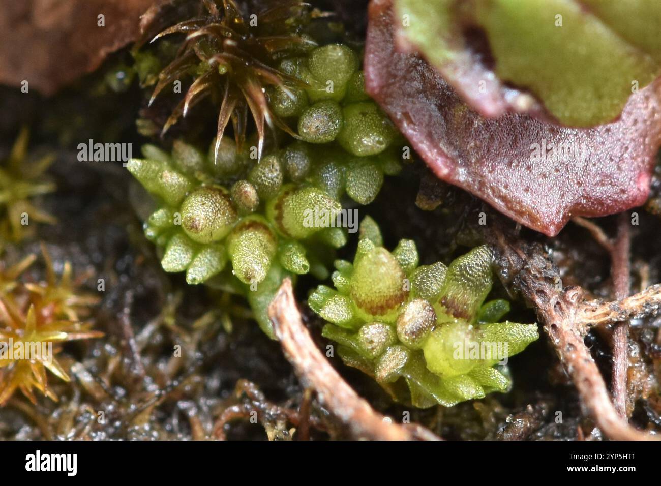 Texas Balloonwort (Sphaerocarpos texanus Stock Photo - Alamy