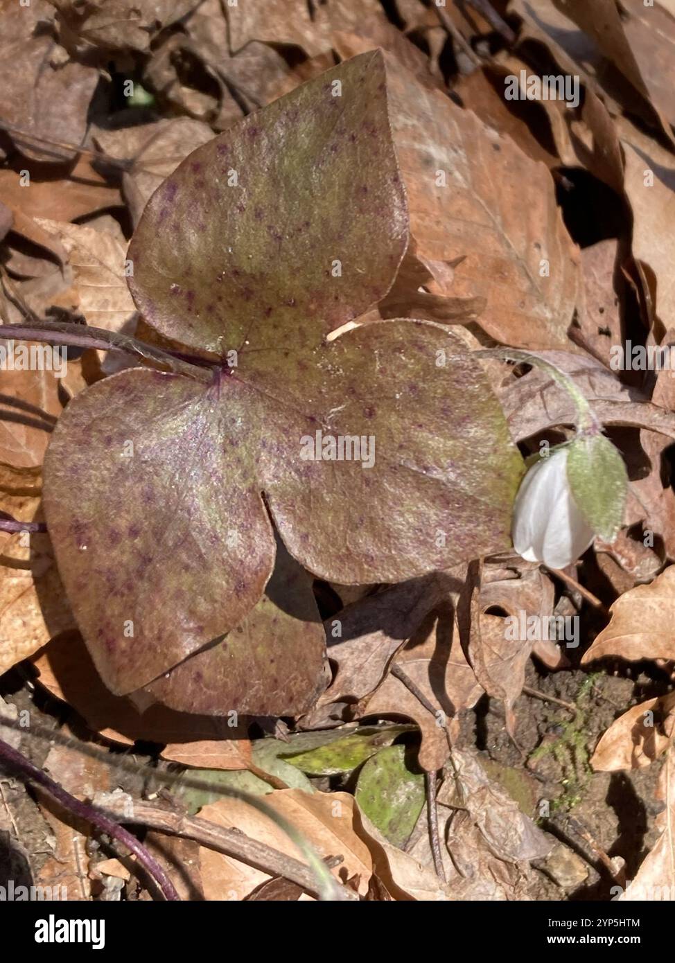 sharp-lobed hepatica (Hepatica acutiloba Stock Photo - Alamy