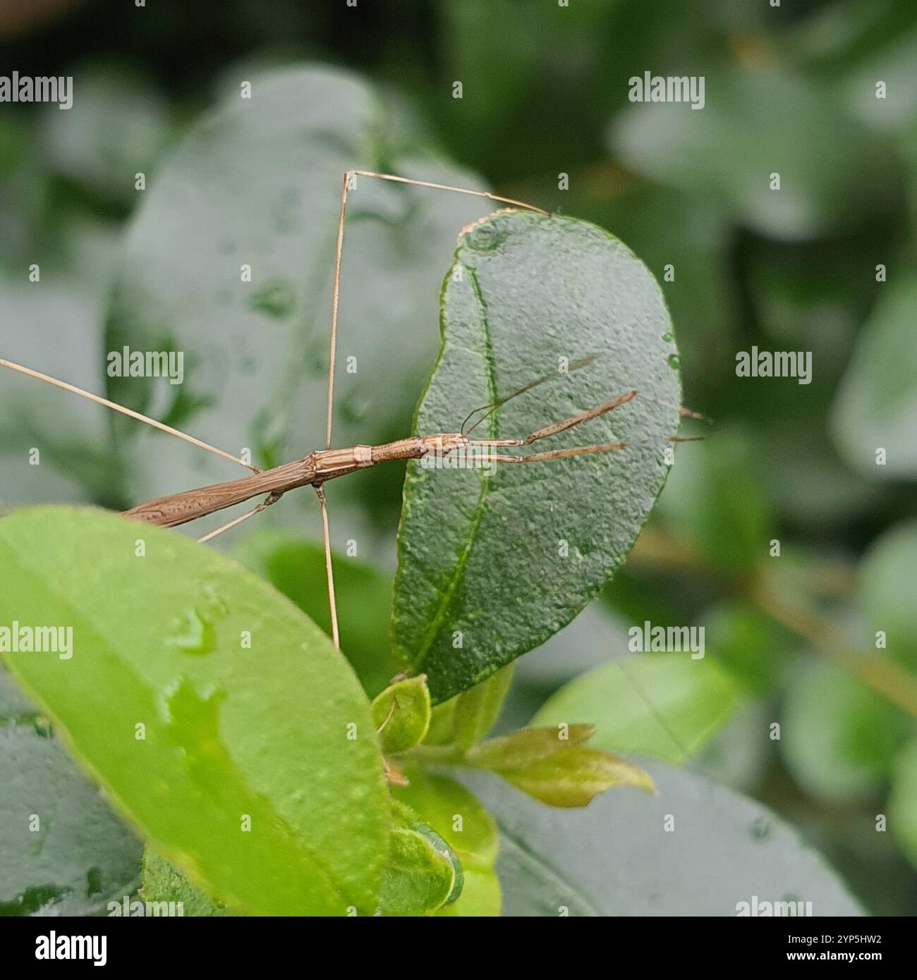 Thread-legged Bugs (Emesinae Stock Photo - Alamy