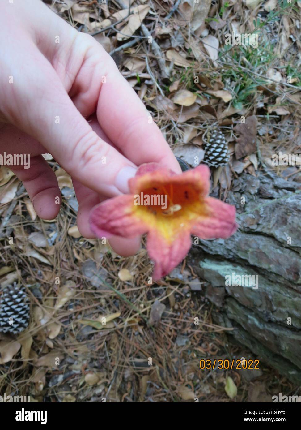 cross vine (Bignonia capreolata Stock Photo - Alamy