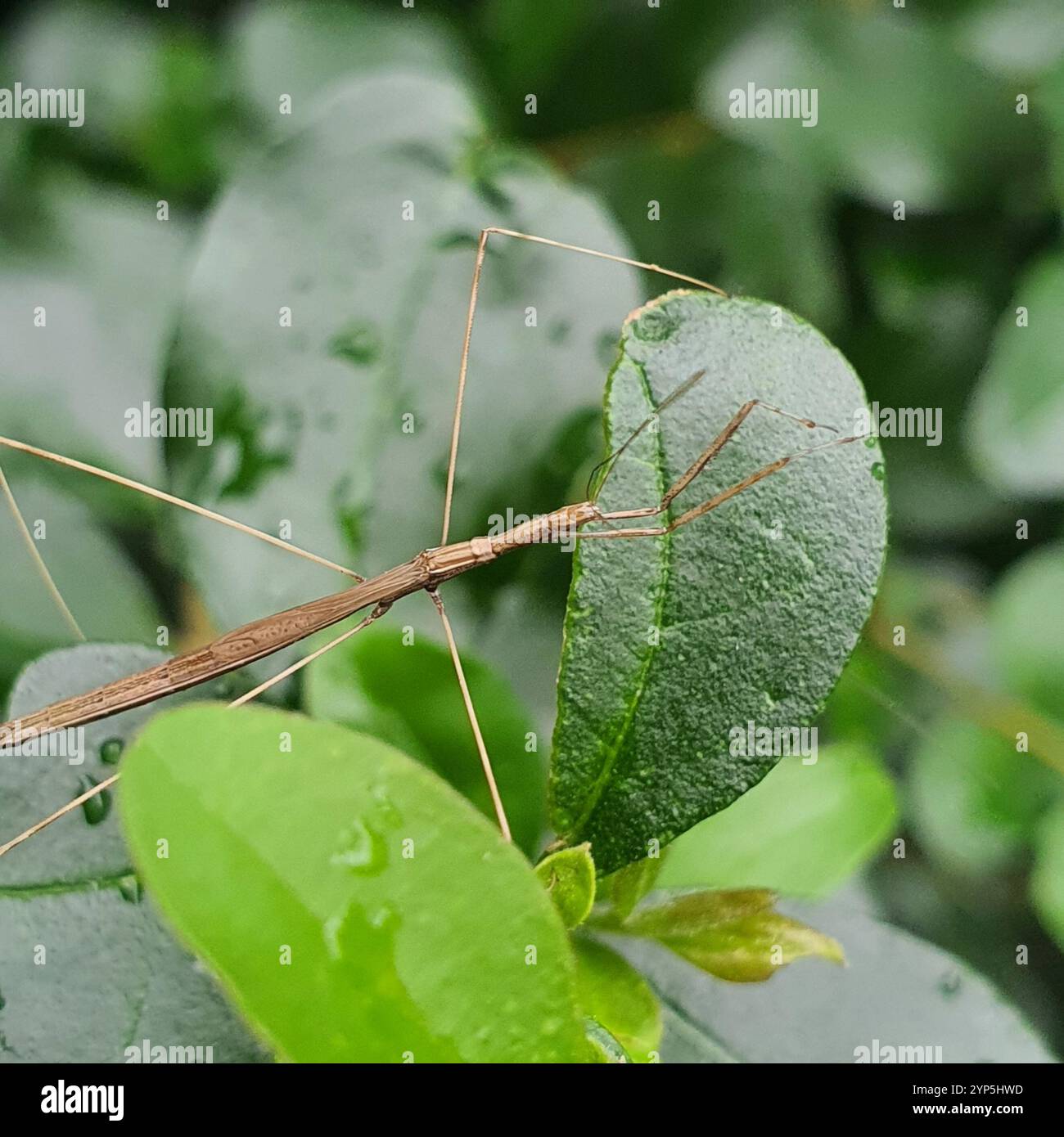 Thread-legged Bugs (Emesinae Stock Photo - Alamy